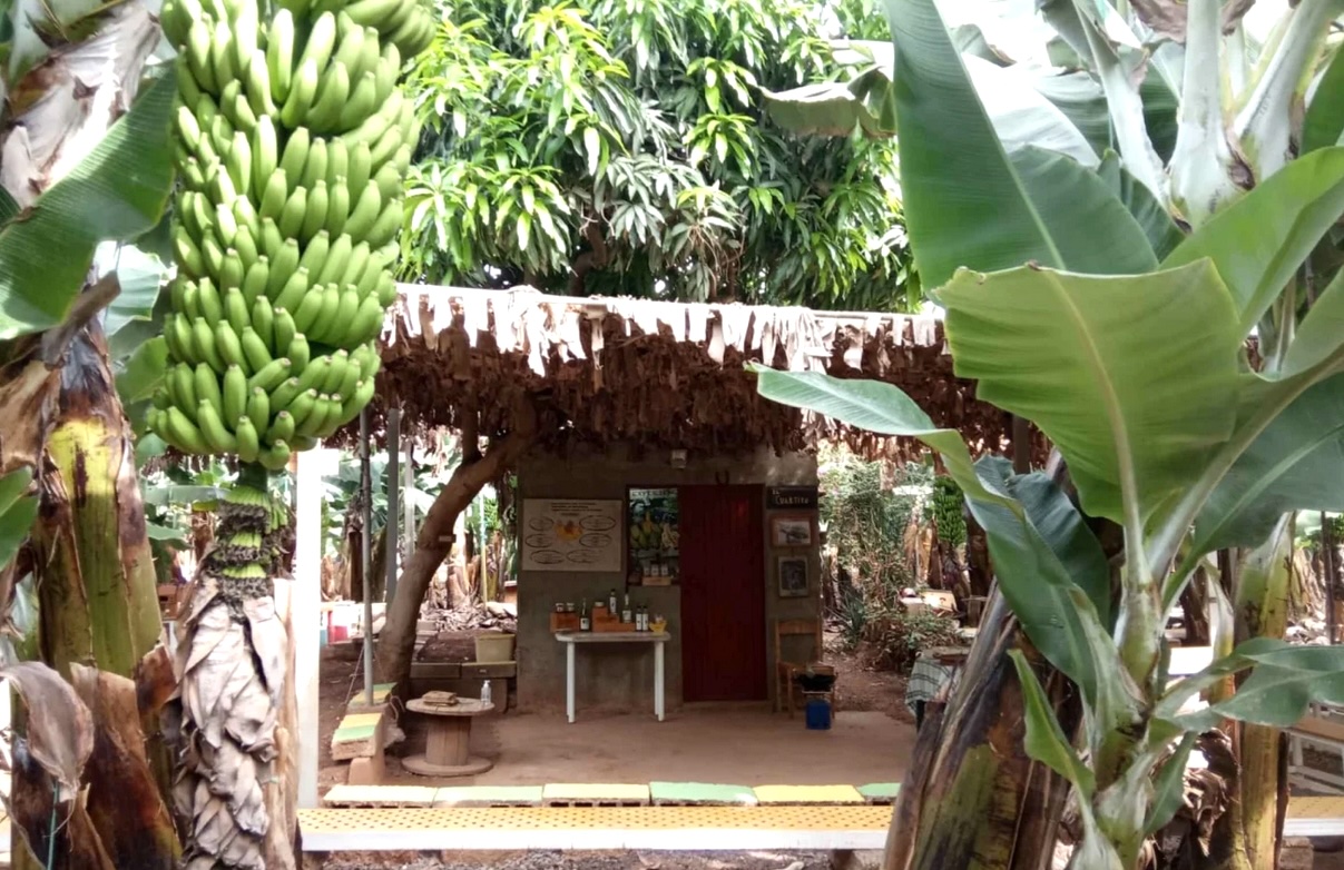 Tour a Bananera: Discovering Tenerife’s Banana Plantations