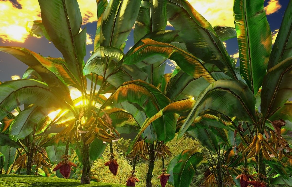 Tour a Bananera: Discovering Tenerife’s Banana Plantations